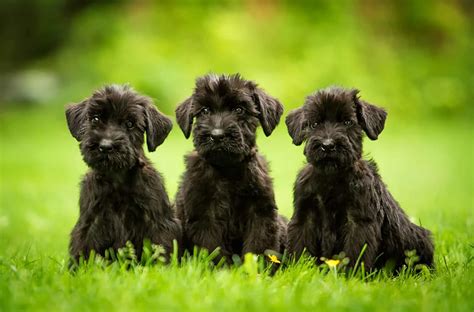 10 Best Giant Schnauzer Breeders In The Usa