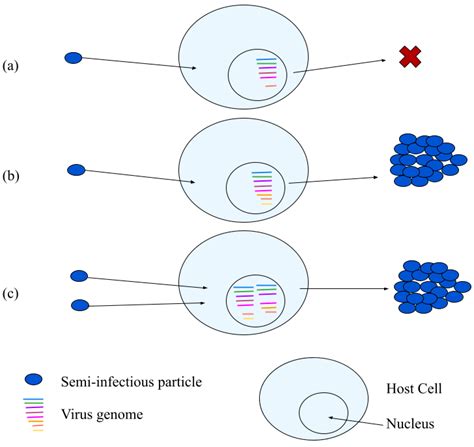 Virus Like Particles Measures And Biological Functions