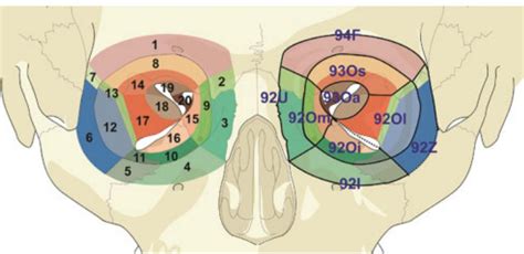 Orbital Structure And Fracture Mapping The Left And Right