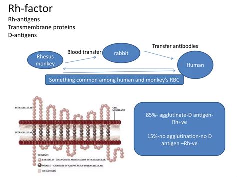 Antigen Antibody Reaction Ppt