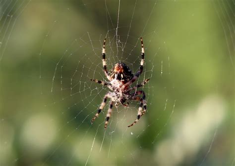 Spider Pest Control Natural Tips To Keep Spiders Out Nature S Way