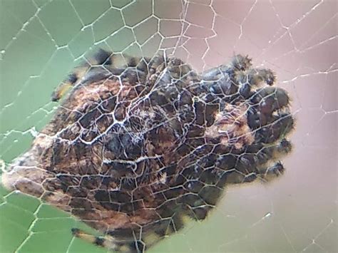 Premium Photo Fotografia Macro Premium Photo Fotografia Macro