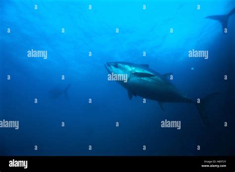 Southern Bluefin Tuna Thunnus Maccoyii Swimming Australia Stock