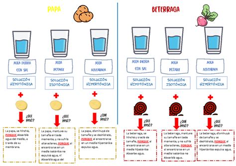 Esquema Osmosis SoluciÓn HipotÓnica SoluciÓn IsotÓnica SoluciÓn