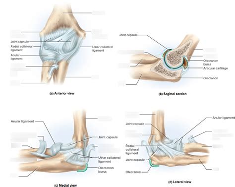 Elbow Diagram Quizlet
