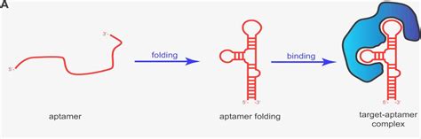 Rgbiotech Aptamer Screening