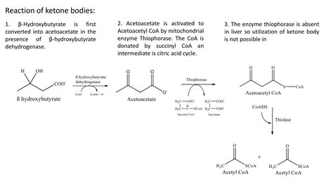 Ketone Bodies Generation And Utilization Pptx