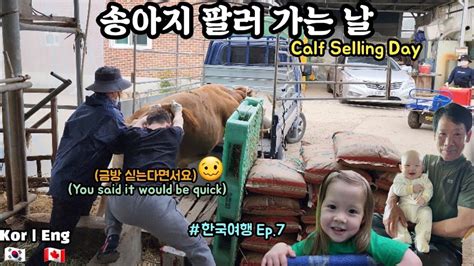 한국여행 Ep7송아지 팔러 가는 날 Calf Selling Day 국제커플 캐나다 육아 브이로그 Youtube