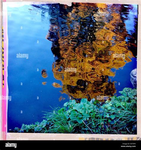Tree Reflected In Water Stock Photo Alamy