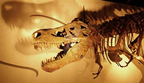 A T Rex Named Sue By Schutzhund Chick94 On Deviantart
