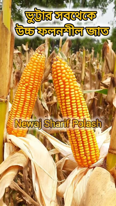 ৩৩ শতাংশে ভুট্টা চাষ করে ৫৩০০০ টাকা লাভ।। Farming Youtube