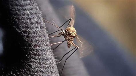 আরও ৩৮ ডেঙ্গু রোগী হাসপাতালে