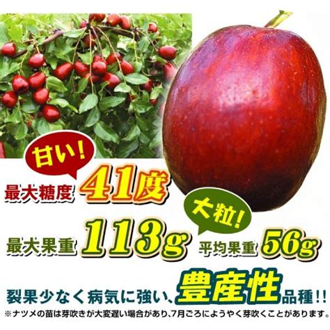 ナツメ 苗木 中華大龍棗 1株 果樹苗 国華園 花と緑 国華園 SitePromo