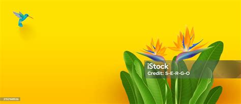 열대 이국적인 꽃과 벌새 통하고 있는 노란 배경에 벡터 일러스트 레이 션입니다 벌새에 대한 스톡 벡터 아트 및 기타 이미지 벌새 0명 극락조화 Istock