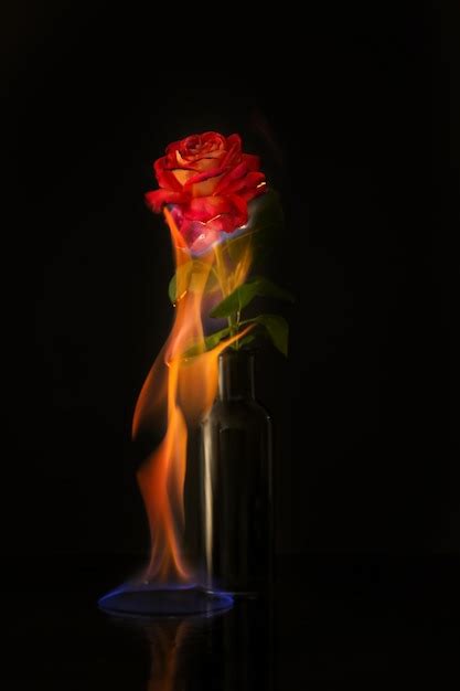Premium Photo Burning Rose On Black Background