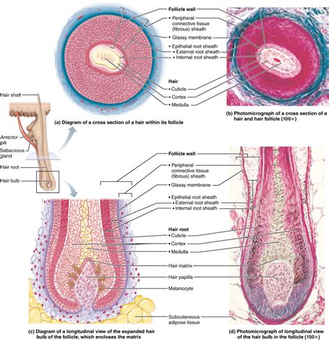Hair Anatomy Medulla