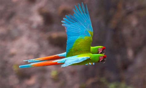 Captan Fotógrafos Las Maravillas De La Reserva Tehuacán Cuicatlán