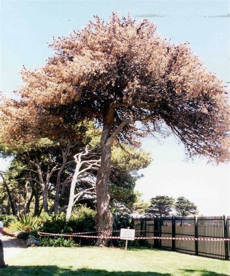 Landmark Achievement In Plant Biosecurity As National Pine Wood