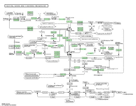 Glycine Serine And Threonine Metabolism Pathways In Humans The Map