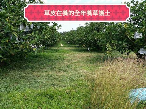 【屏東枋寮 完全無藥蓮霧4公斤裝豪華精品級】擁有自然風味 飽滿多汁的無藥蓮霧 Owlting Market 奧丁丁市集