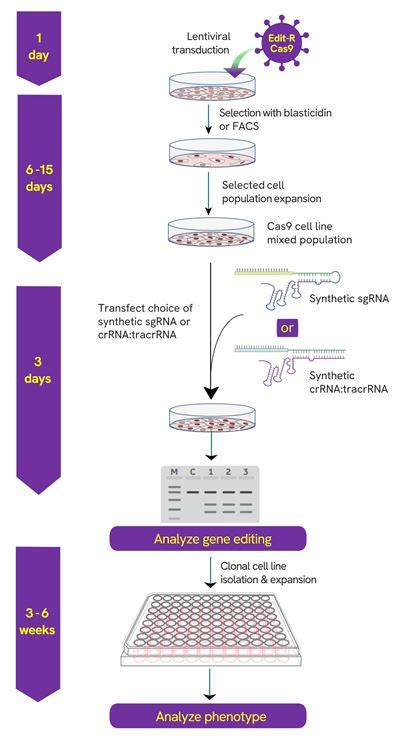 Edit R Predesigned Synthetic Sgrna