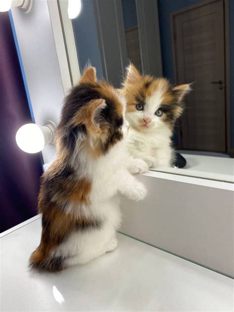Best U Vi Kolodko Images On Pholder Redheads Freckled Girls And Illegally Smol Cats