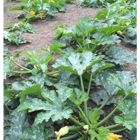 Live Zucchini Seedling Two Rooted Zucchini Plants Free Shipping Etsy
