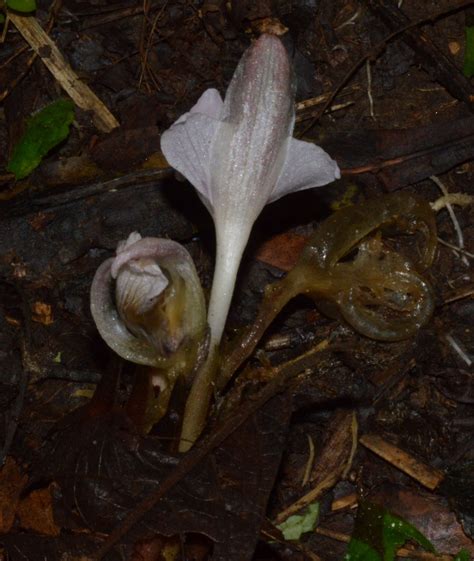 Zingiber Eflora Of India