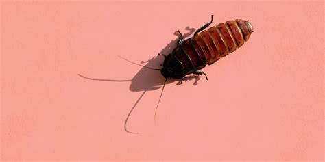 Cockroach Milk Health And Beauty Benefits Cockroach Milk Trend