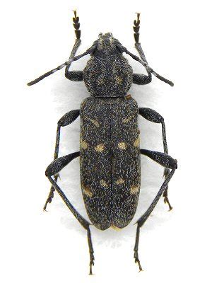 北海道生物図鑑オクエゾトラカミキリ