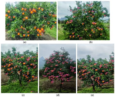 Agriculture Free Full Text Optimizing The Yolov7 Tiny Model With Multiple Strategies For