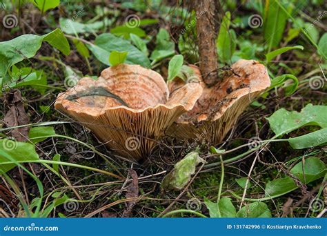 Chapeau Orange Comestible De Lait Ou Champignon De Chapeau De Lait De