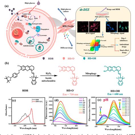 Figure 1 From Development Of Dual Responsive Fluorescent Probe For Drug Screening Of Diabetes