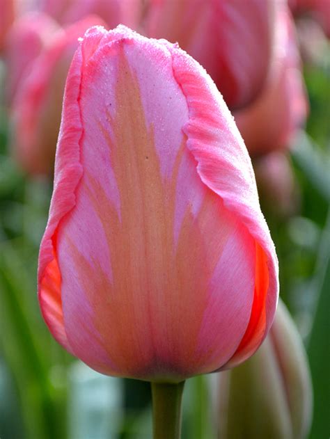 Tulip Design Impression Dutchgrown™ Huge Tulip Bulbs For Sale