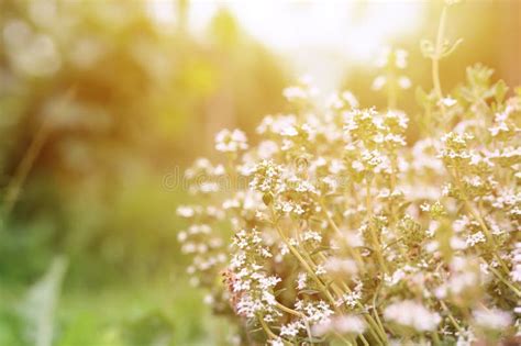 Thyme Or Thymus Vulgaris White Flower Bush In Full Bloom On A