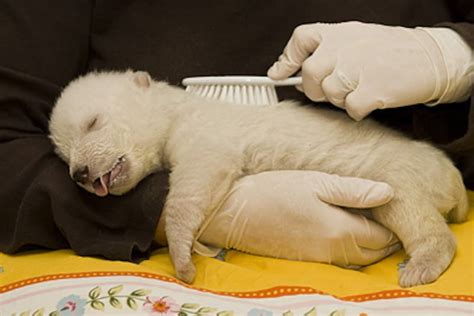 68 第2のクヌートまたまたシロクマベビー誕生 ドイツ All About