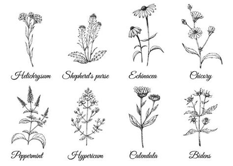 گیاهان دارویی گیاهان شفابخش وحشی مجموعه وکتور گل های قدیمی تصویر کشیدن دست سیاه و سفید سبک حکاکی