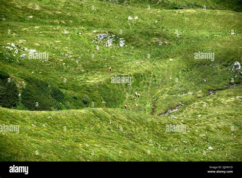 Alm Almwiese Hohe Tauern Hütte Stall Wiese Grün saftig Sommer