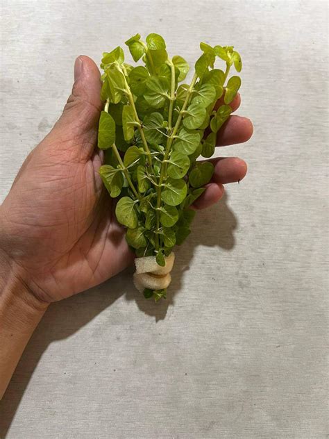 Lysimachia Price Promotion Jul 2024 BigGo Malaysia