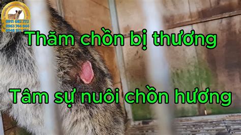 Thăm Chồn Bị Thương Tâm Sự Nuôi Chồn Hương Youtube