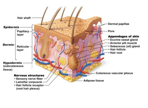 Lecture 1 Intro To Dermatology Flashcards Quizlet
