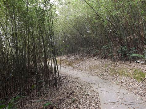 平菁街竹林步道 森林步道 大山谷图库