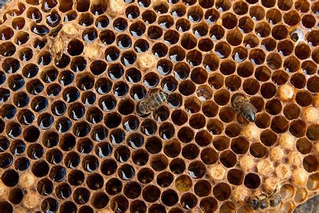 蜂窝在一个木框架切成小块高清图片下载 正版图片505354726 摄图网