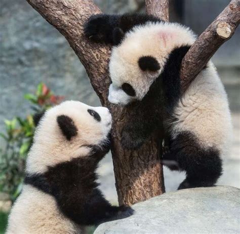 Baby Pandas Online Puzzle