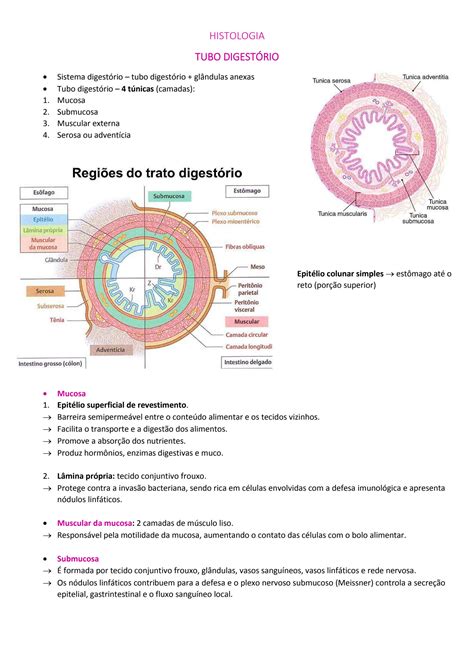 SOLUTION Resumo De Histologia Tubo Digestorio Studypool