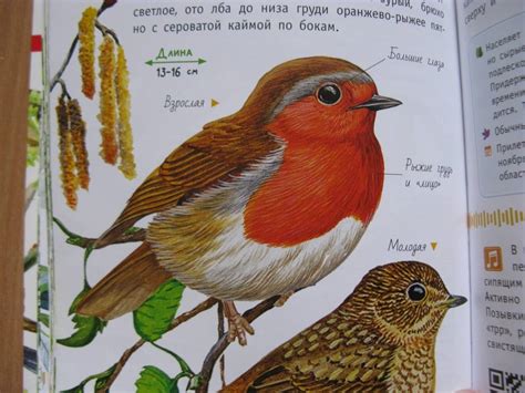 Книга: Певчие птицы. Средняя полоса европейской части России ...