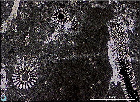 Echinoderms Carbonateworld