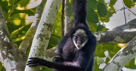 Macaco Aranha De Cara Branca 296699 Biofaces Bring Nature Closer