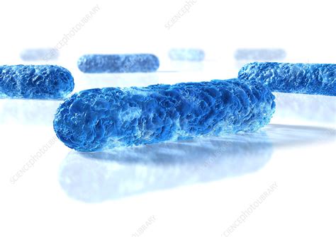 Rod Shaped Bacteria Stock Image B220 1659 Science Photo Library