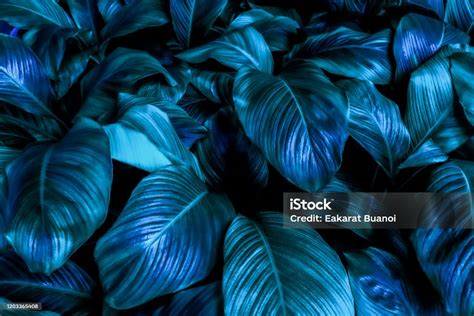 칸니 폴리움 Spathiphyllum의 잎의 개념 추상적 인 어두운 녹색 표면 자연 배경 열대 잎 0명에 대한 스톡 사진 및